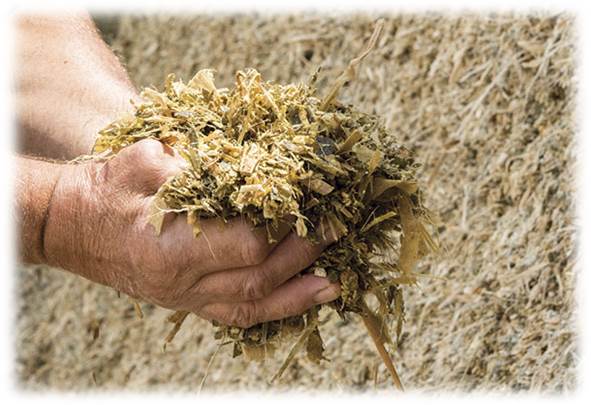 corn-silage-pellets